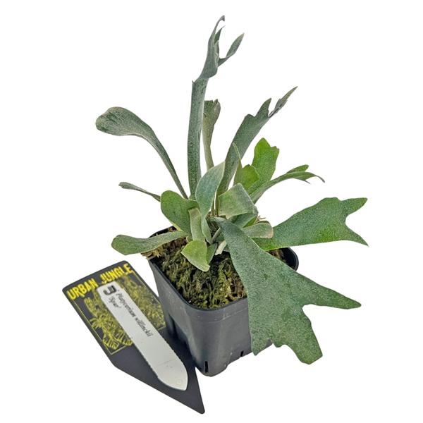 Urban Jungle Platycerium willinckii spur(TC)ビカクシダ・シュプールはDwarf Nookから選抜されたドワーフタイプの品種です。ウラボシ科ビカクシダ属耐寒性：10度以上をキープ耐暑性：生育適温は2...