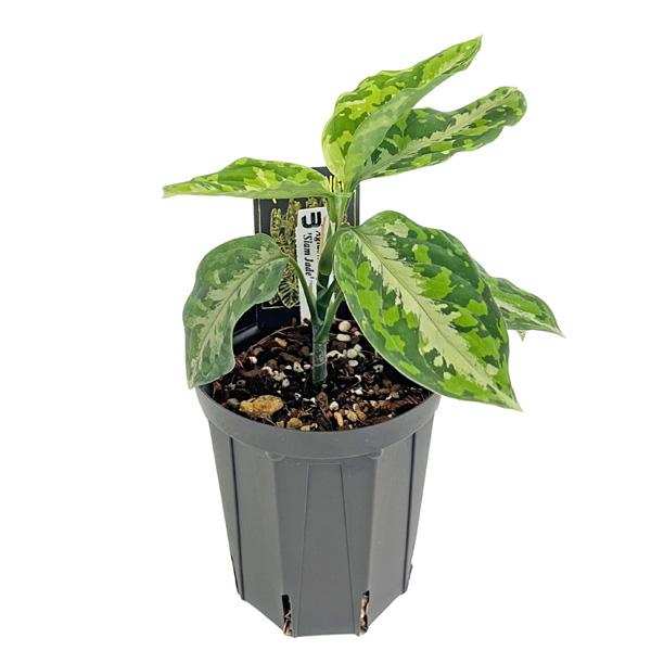 Urban Jungle(アーバンジャングル)Aglaonema Pictum Siam Jade(原種)こちらは原種のアグラオネマピクタムサイアムジェイドになります。白斑が入るハイブリッド品種の『Aglaonema Siam Jade』と...
