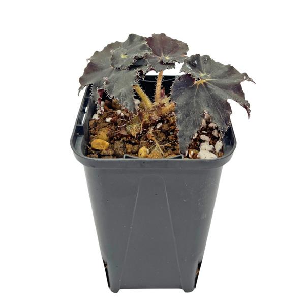 【ベゴニア ダークマンボ】Begonia Rex Cultorumu Dark Mamboシュウカイドウ科/シュウカイドウ属耐寒性：8℃まで。耐暑性：15~25℃位が理想。置き場所：直射日光を避けた明るい場所サイズ　　※撮影時全長：約11c...