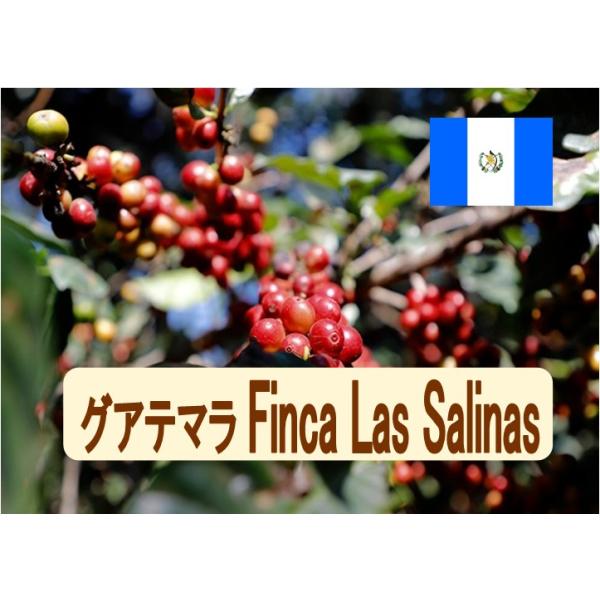 グアテマラのアンティグア地区に位置するLas Salinas農園からお届けする「グアテマラ Finca Las Salinas」は、自然の恵みをたっぷりと受けた良質なコーヒー豆です。このコーヒーは、キャラメルのような甘い香りと、ラズベリーや...