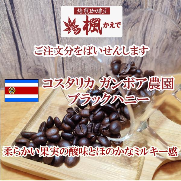 焙煎は、ミディアムローストがおすすめです。焙煎後は、生豆時の量目（グラム数）から１０〜１５％程度減少します。生産国；コスタリカ農園名 ：ガンボア農園農園主 ：マルティン・グティエレス(Martin Gutierrez)生産地域：タラス地区 ...