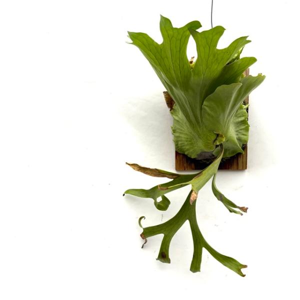 葉先がくるくると巻く品種のコロナリウム！写真が現物です！(2025/12/2に撮影)日々成長するため、古い葉が落ち、新しい葉が出ていることがございます。