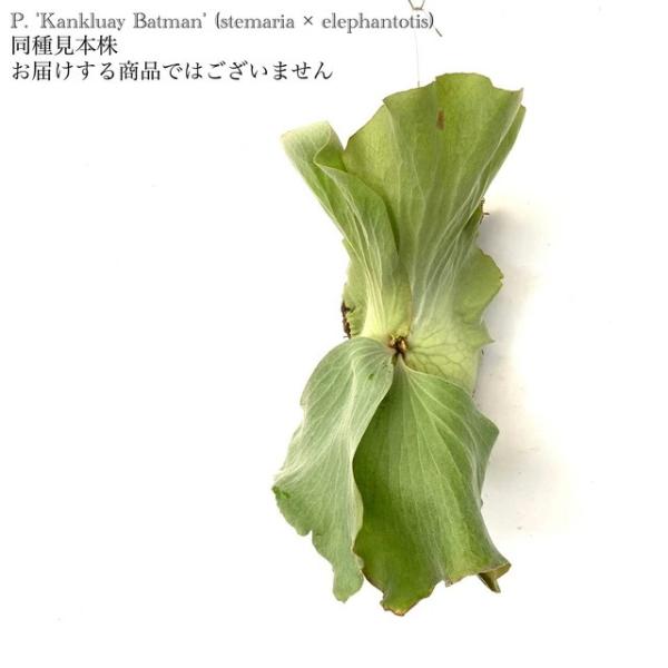 珍しい交配種！写真が現物です！(2025/12/30に撮影)日々成長するため、古い葉が落ち、新しい葉が出ていることがございます。
