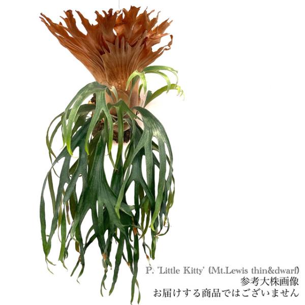深緑の葉っぱで細く小型におさまる品種のようです。 写真が現物です！(2025/12/11に撮影)日々成長するため、古い葉が落ち、新しい葉が出ていることがございます。