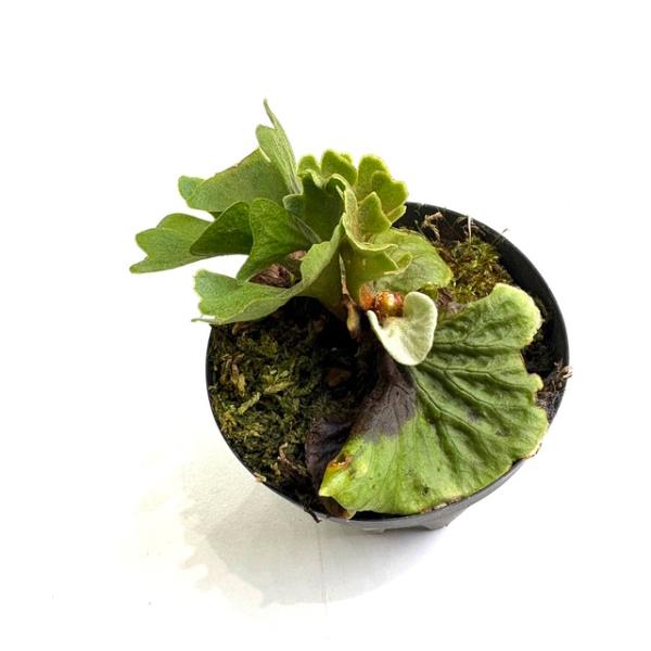 ドワーフ個体のリドレイ！写真が現物です！(2026/1/27に撮影)日々成長するため、古い葉が落ち、新しい葉が出ていることがございます。