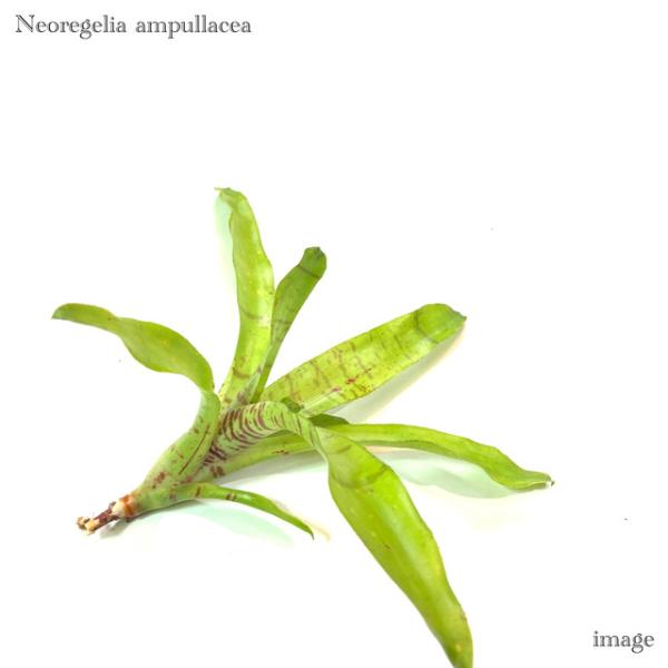 ~店長のオススメポイント！~虎斑が入った魅力的な品種です！