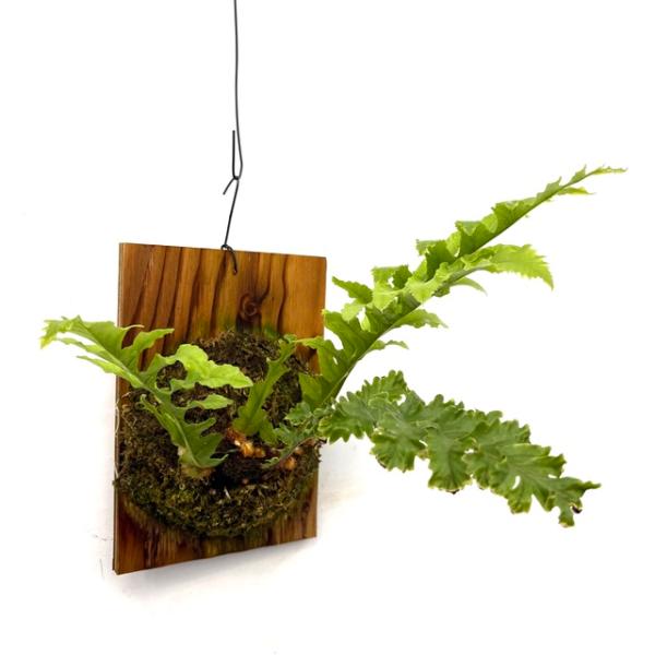 人気沸騰中！希少なシダ植物です！写真が現物です！(2026/2/19に撮影)日々成長するため、古い葉が落ち、新しい葉が出ていることがございます。