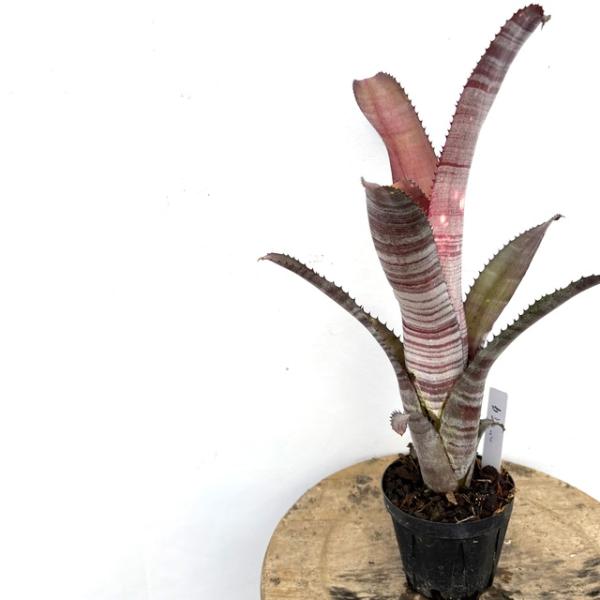 ビルベルギアの1種！写真が現物です！(2025/12/23に撮影)日々成長するため、古い葉が落ち、新しい葉が出ていることがございます。