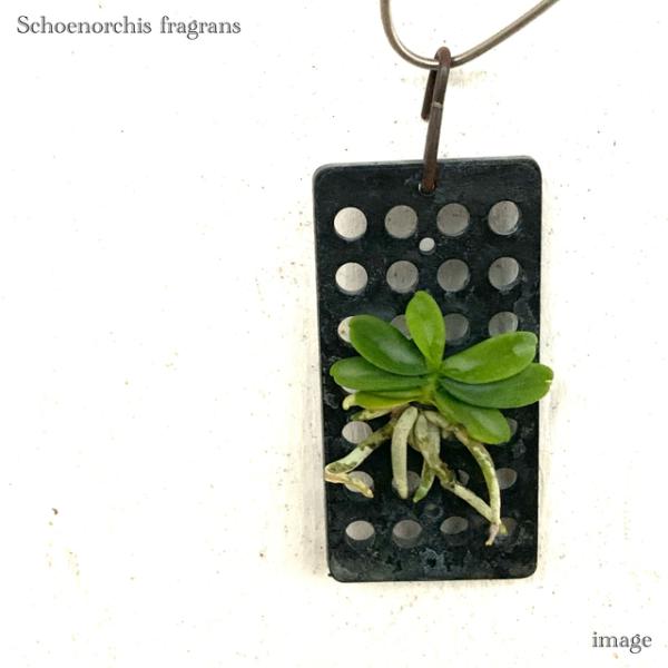 葉も小さく、花も小さい可愛らしいランの一種です！