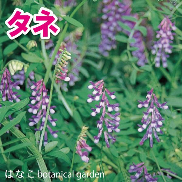 グランドカバーのようになった、花が満開になった姿はまるで花のじゅうたんのようです！商品情報播種時期 暖地・中間地　9~11月頃(開花：4~5月頃)　　　　　寒冷地　5〜6月頃(開花：7〜8月頃)耐寒性 強い草丈/樹高 約50cm発芽率 約8...