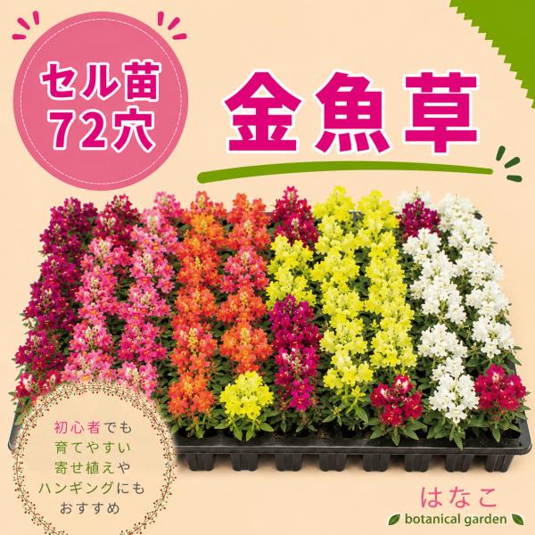 【発売日：2027年03月26日】保証数量 70開花 プラグご到着から約5~8週間後※あくまで目安になりますのでご注意ください。※天候や管理等の栽培条件等で変わってまいります。納期 ※天候や植物の生育状態等により、納期予定日が前後する場合が...