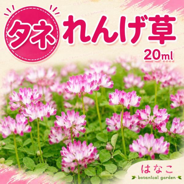 播種時期 9~11月発芽適温 18〜20℃発芽日数 30〜40日開花時期 4月頃耐寒性 強い草丈/樹高 約15cm発芽率 約80%注意 こちらの商品は種です。保存する際は15℃の一定温度で保存するのが理想的ですが、難しい場合は冷蔵庫などで保...