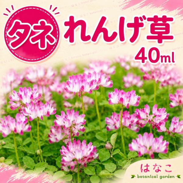 【発売日：2023年01月30日】一つひとつの花はとても小さいのですが、一つの花になるととてもきれいです。商品情報播種時期 8月下旬~11月発芽日数 30〜40日開花時期 4月頃耐寒性 強い草丈/樹高 約15cm発芽率 約80%注意 こちら...