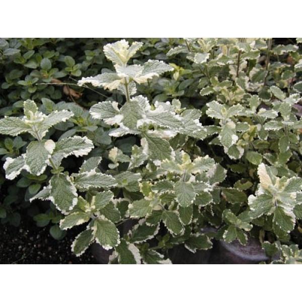 無農薬ハーブ苗,大きなハーブ苗,料理用ハーブ苗,ハーブティーのハーブ苗パイナップルミント（ハーブ苗）口径18.0cm鉢入り大苗　Mint　Suaveolens＜Variegata＞