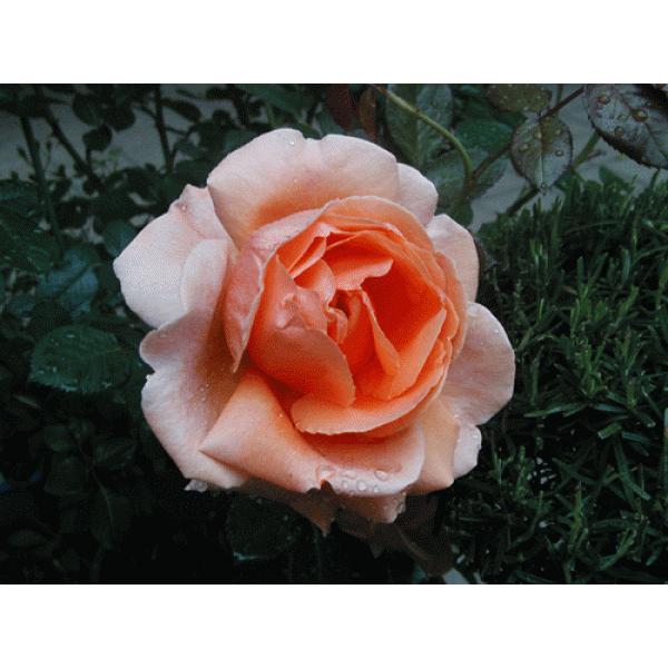 四季咲きバラ苗 アベイド　クリュニー Abbaye de Cluny 花色 黄