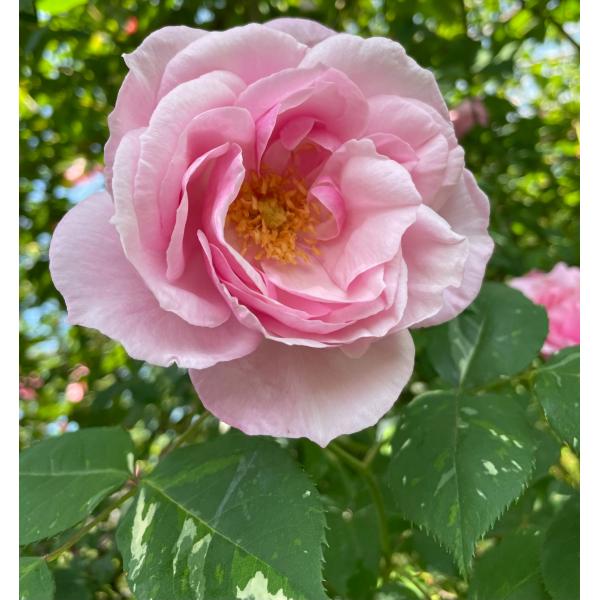 ヘルシューレン 大苗　Verschuren　花色：ピンク