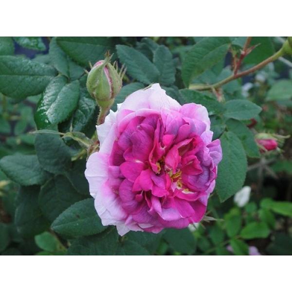 オールドローズ バラ苗  プレジダン ドゥ セズ ナチュラルカット大苗　Pr&amp;eacute;sident de S&amp;egrave;ze花色：ピンク