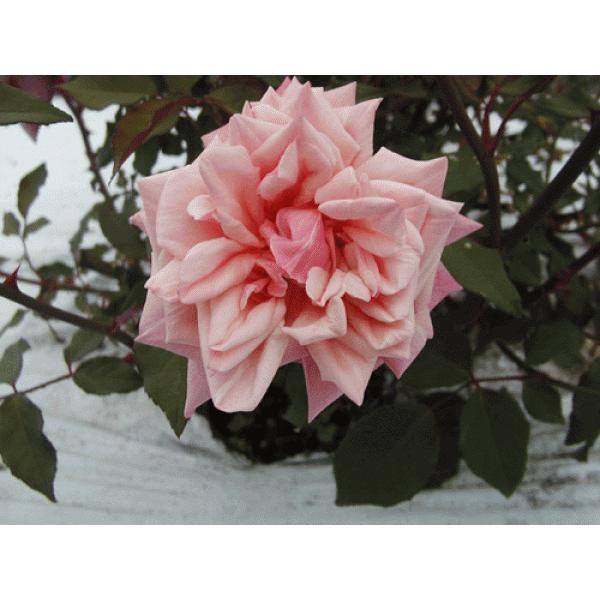 オールドローズ四季咲きバラ苗  スヴィニール ドゥ マダム ロンパール「強剪定大苗」Souv. de Mme. Lambard 【花色：ピンク】