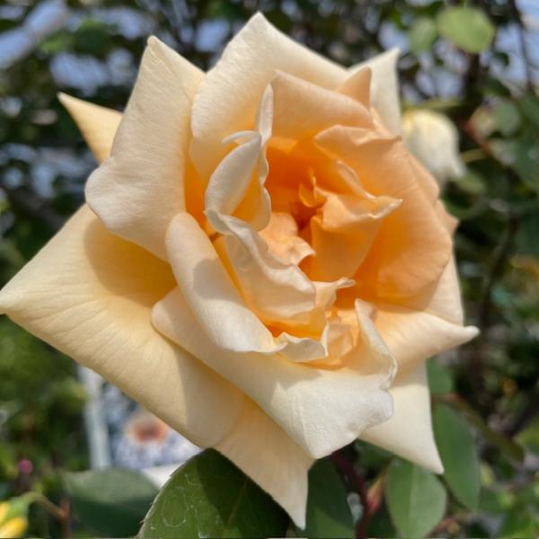 オールドローズ四季咲きバラ苗 強香  レディー　ヒリンドン「大苗」Lady Hillingdon【花色：黄】