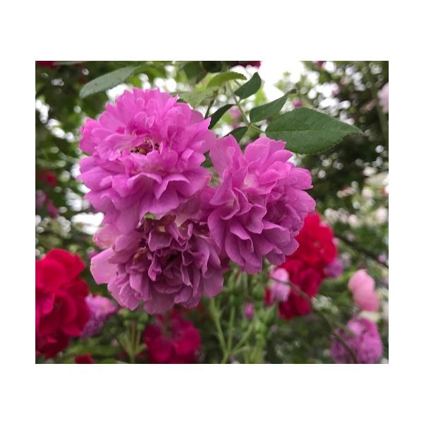 伸びる長尺つるバラ苗ラベンダー色　マニントン モーブ ランブラー長尺大苗