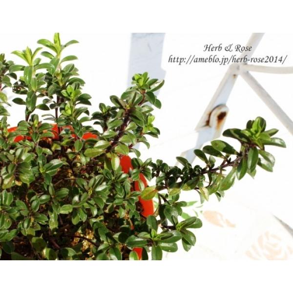 無農薬ハーブ苗,大きなハーブ苗,料理用ハーブ苗ウィンターセボリー（ハーブ苗）口径18.5cm鉢入り特大苗　Satureja montana