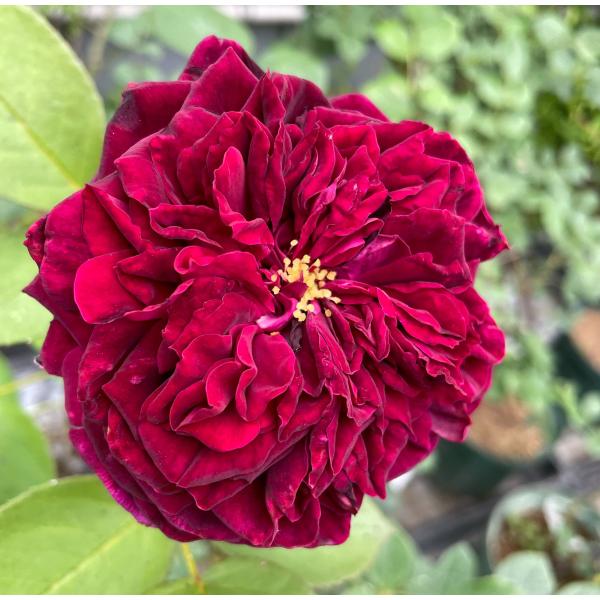 オールドローズ バラ苗 強香 アンプルール デュ マロック Empereur du Maroc 花色：赤