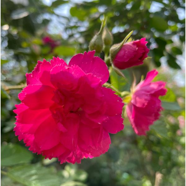 オールドローズ 四季咲きバラ苗  FJ グルーテン ドルスト　F.J. Grootendorst【花色：赤】