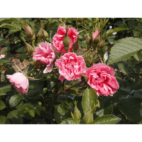 オールドローズ 四季咲きバラ苗  ピンク グルーテン ドルスト 「ナチュラルカット大苗」Pink Grootendorst【花色：ピンク】