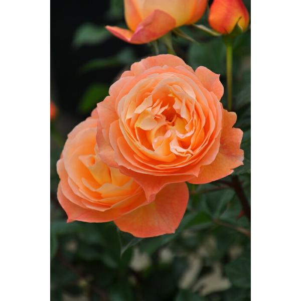 ロサオリエンティス プログレッシオ