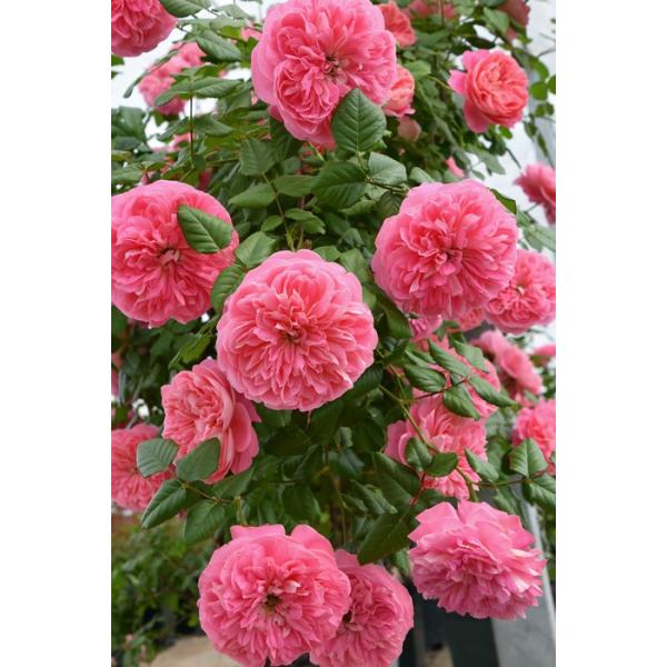 ロサオリエンティス プログレッシオ