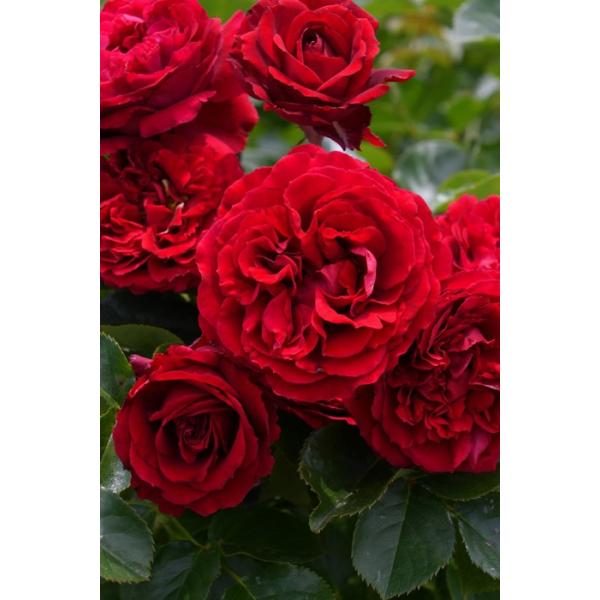 ロサオリエンティス プログレッシオ