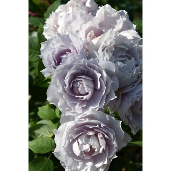 ロサオリエンティス プログレッシオ