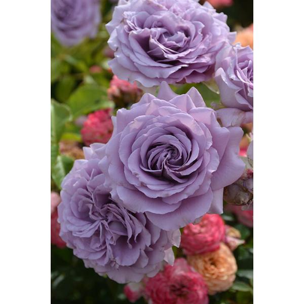 ロサオリエンティス プログレッシオ