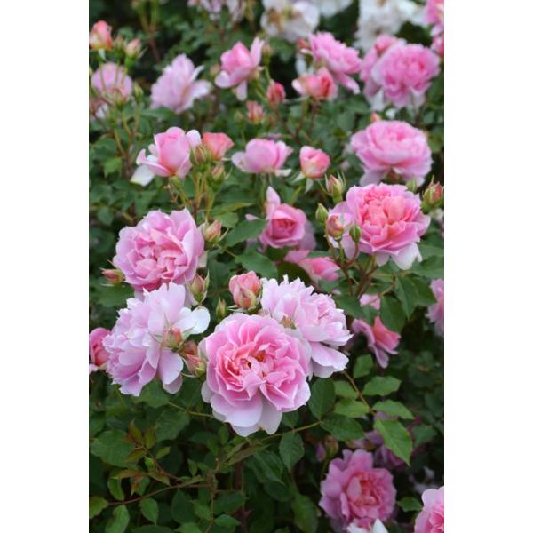 ロサオリエンティス プログレッシオ