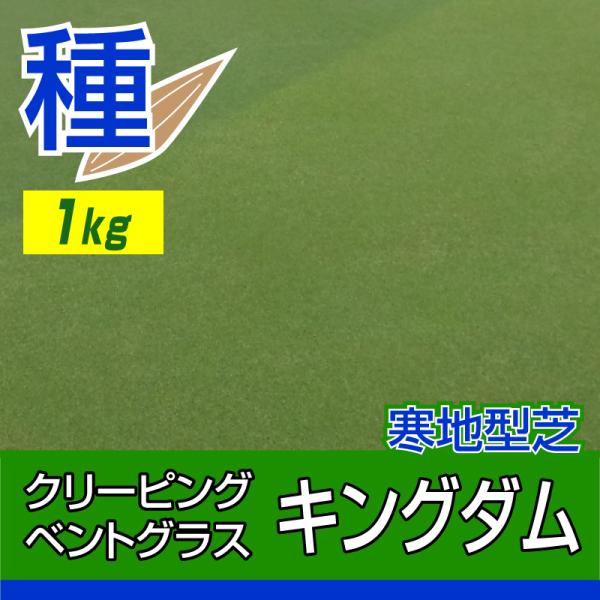 /種のまき方説明書付き/ベントグラスの中でもキングダムは短く堅い茎を持ち、耐伏性・踏圧性を持ちます。圧倒的な色（濃青緑）の鮮やかさが特徴であり、ブラウンパッチ病、ピシウム根腐病に対する高い耐病性があります。1平米あたり10〜15g（1坪あた...