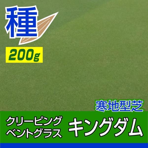 /種のまき方説明書付き/ベントグラスの中でもキングダムは短く堅い茎を持ち、耐伏性・踏圧性を持ちます。圧倒的な色（濃青緑）の鮮やかさが特徴であり、ブラウンパッチ病、ピシウム根腐病に対する高い耐病性があります。1平米あたり10〜15g（1坪あた...
