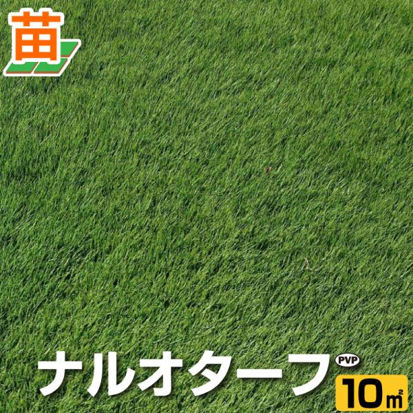 /苗の張り方説明書付き/姫高麗芝（ヒメコウライシバ）ナルオターフ（登録品種）は、暖地型芝の永年草で、関東以西の西南地域を中心に利用されています。地上および地下に長いほふく茎を有し、葉がやわらかで密度の高い美しい芝生です。このナルオターフ（登...