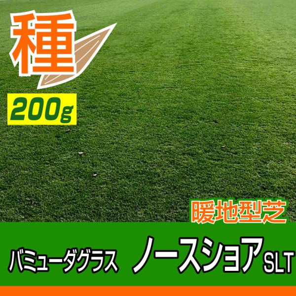 /種のまき方説明書付き/バミューダグラスの中で耐塩性、耐乾性に優れたおり近年の急な気候変動にもしっかり対応し生育する品種です。暖地型芝の永年草で、関東以西の西南地域を中心に利用されています。長い地上および地下ほふく茎を有し、葉はやわらかく密...