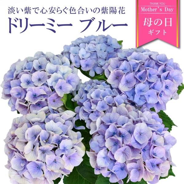 近年では、母の日の贈り物として紫陽花が人気になっています。紫陽花の花言葉には新しく「家族団らん」「仲良し」という言葉が浸透してきています。紫陽花の色ごとの花言葉も「青：辛抱強い愛情」「ピンク：元気な女性」となっていて、母の日の贈り物にもぴっ...