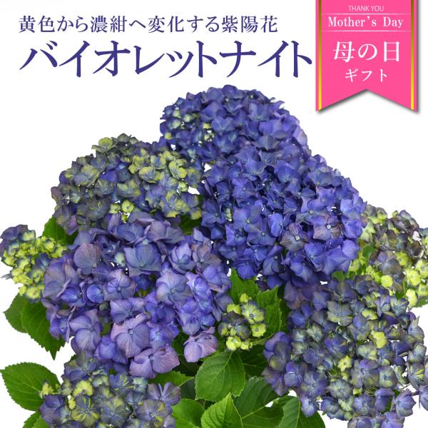 近年では、母の日の贈り物として紫陽花が人気になっています。紫陽花の花言葉には新しく「家族団らん」「仲良し」という言葉が浸透してきています。紫陽花の色ごとの花言葉も「青：辛抱強い愛情」「ピンク：元気な女性」となっていて、母の日の贈り物にもぴっ...