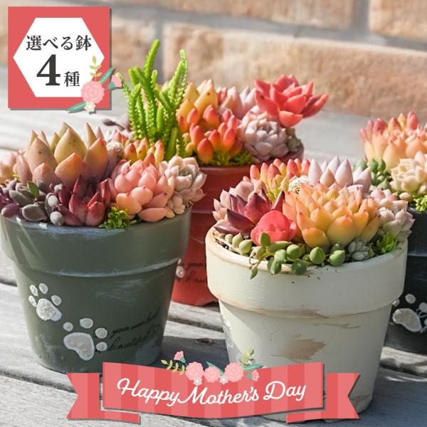 お母さん感謝の気持ちを込めて、世界にひとつだけの特別なひと鉢を。毎年贈るカーネーションも良いけれど、今年は趣向を変えてみたい方に。いつもとは違う贈り物に、多肉植物を贈ってみませんか？季節とともに色を変えて少しずつ成長する、あなただけの小さな...