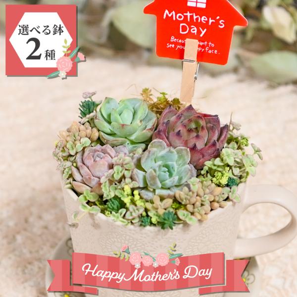 お母さん感謝の気持ちを込めて、世界にひとつだけの特別なひと鉢を。毎年贈るカーネーションも良いけれど、今年は趣向を変えてみたい方に。いつもとは違う贈り物に、多肉植物を贈ってみませんか？季節とともに色を変えて少しずつ成長する、あなただけの小さな...