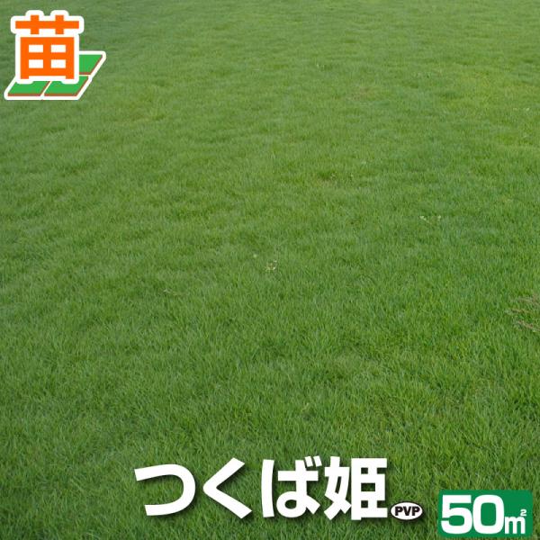 つくば姫（登録品種）は紅葉が遅い変異系統を選抜し、それからさらに選抜した優良系統に対して放射線を照射し、園芸研究所で選抜・育成したものです。茎がかなり密で、しっかりしたマットができます。緑の色がやや濃く、素晴らしい景観になります。また、春の...