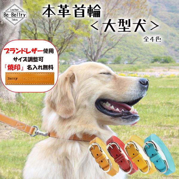 キーワード：犬 首輪 大型犬 本革 革 皮 レザー 赤 ターコイズ ブルー マスタード イエロー ウイスキー キャメル 焼印 名入れ有り【ディテール】・素材：姫路・栃木レザー製高級ヌメ革(牛本革)　金具・カラー：赤 水色 黄色 キャメル【名...