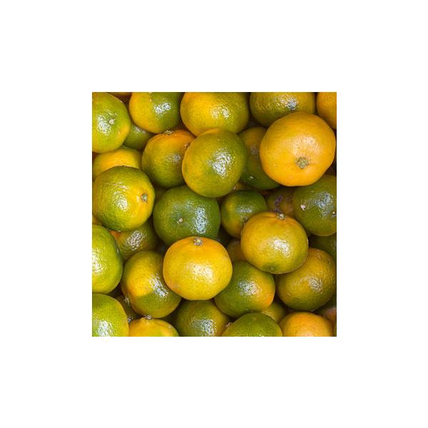 青切りシークワサー販売開始！ノビレチン豊富　やんばるだから青切りの採れたてシークワサーをお届け！たっぷりの　約２、５キロをお届けです沖縄大自然やんばる大宜見、シークワサーです。使い方いろいろ、オリジナルジュースにしても良し、体にうれしいシー...