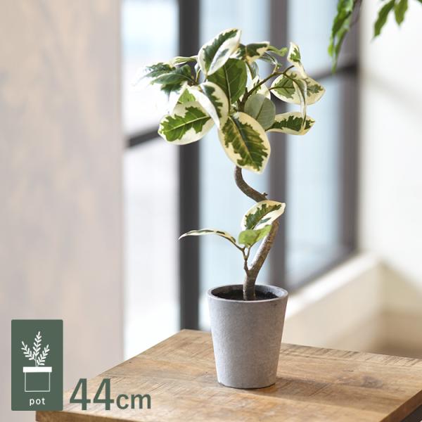 フェイクグリーンは植物をモチーフにして作られた人工観葉植物です。■フィカスアルテシマクリーム色のの斑に縁取られた葉が特徴的で、お部屋の中を一気に明るくしてくれる人気のある観葉植物です。その魅力は樹形にもあり、幹の緩やかなカーブと鮮やかな葉色...