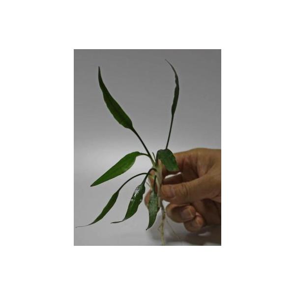 クリプトコリネ　ルーケンスは小型のスリランカ原産です。クリプトコリネは良く溶ける種類が多いですがこの種は非常に丈夫で溶けることはありません。葉柄が長く、葉は楕円形です。水中では小型で長槍状の葉を水平に開きます。高光量では葉が緑から赤味がかっ...