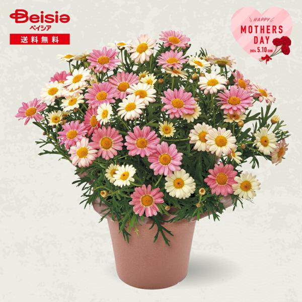 【予約販売】 母の日2026 ギフト プレゼント フレネット日比谷 マーガレット「いちごみるく」 送料無料 807-38