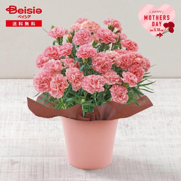 【予約販売】 母の日2026 ギフト プレゼント フレネット日比谷 カーネーション「ノウル」 送料無料 803-38