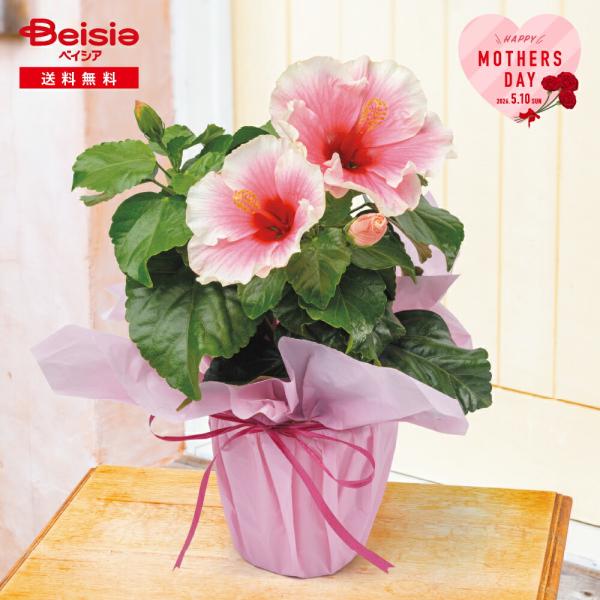 【予約販売】 母の日2026 ギフト プレゼント フレネット日比谷 ロングライフハイビスカス「グレイス」 送料無料 809-38
